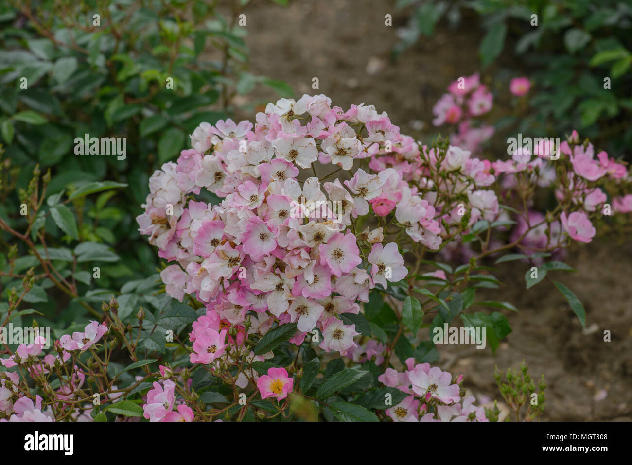 Ballerina bush rose hi-res stock photography and images - Alamy