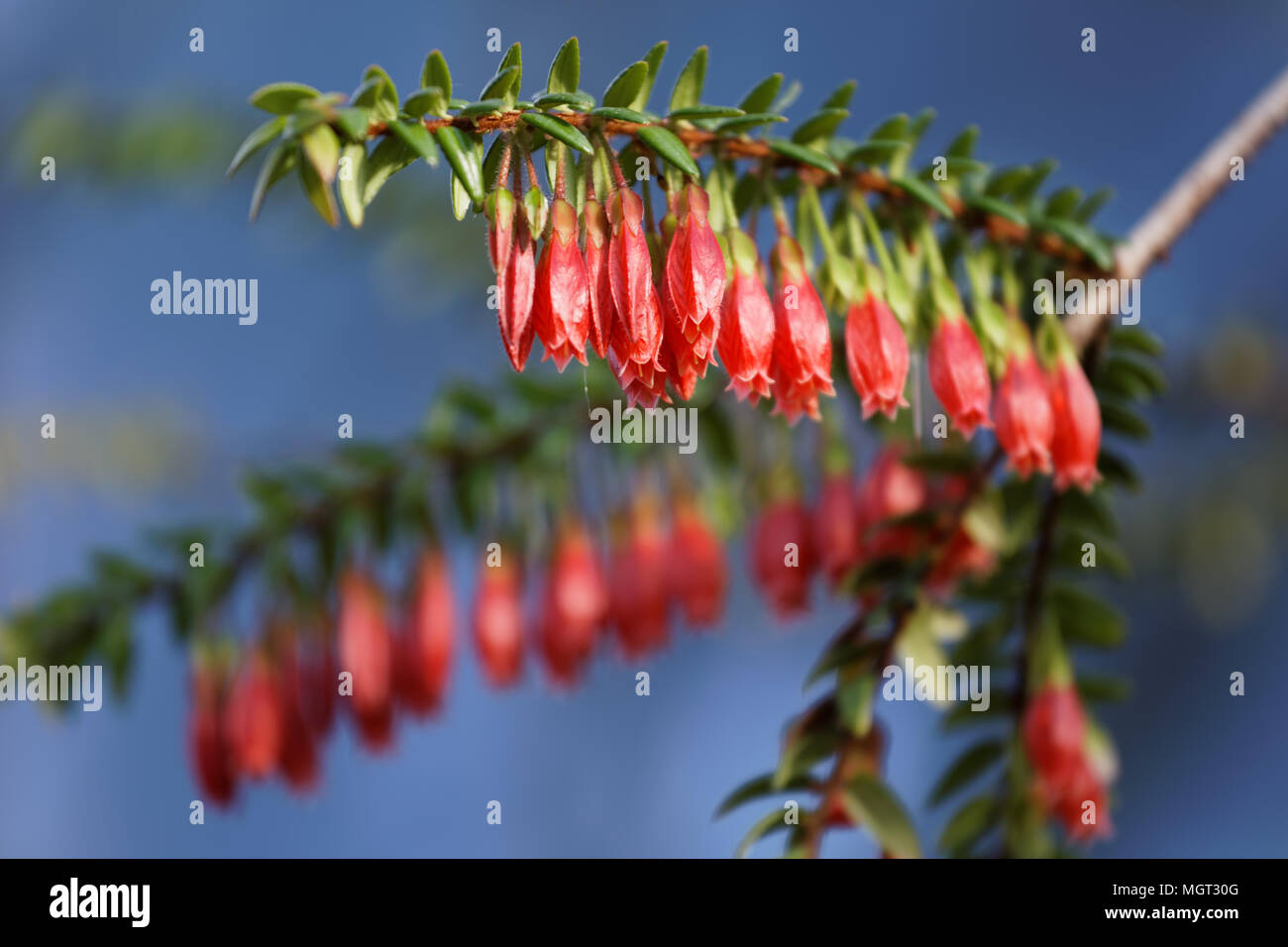Agapetes High Resolution Stock Photography and Images - Alamy