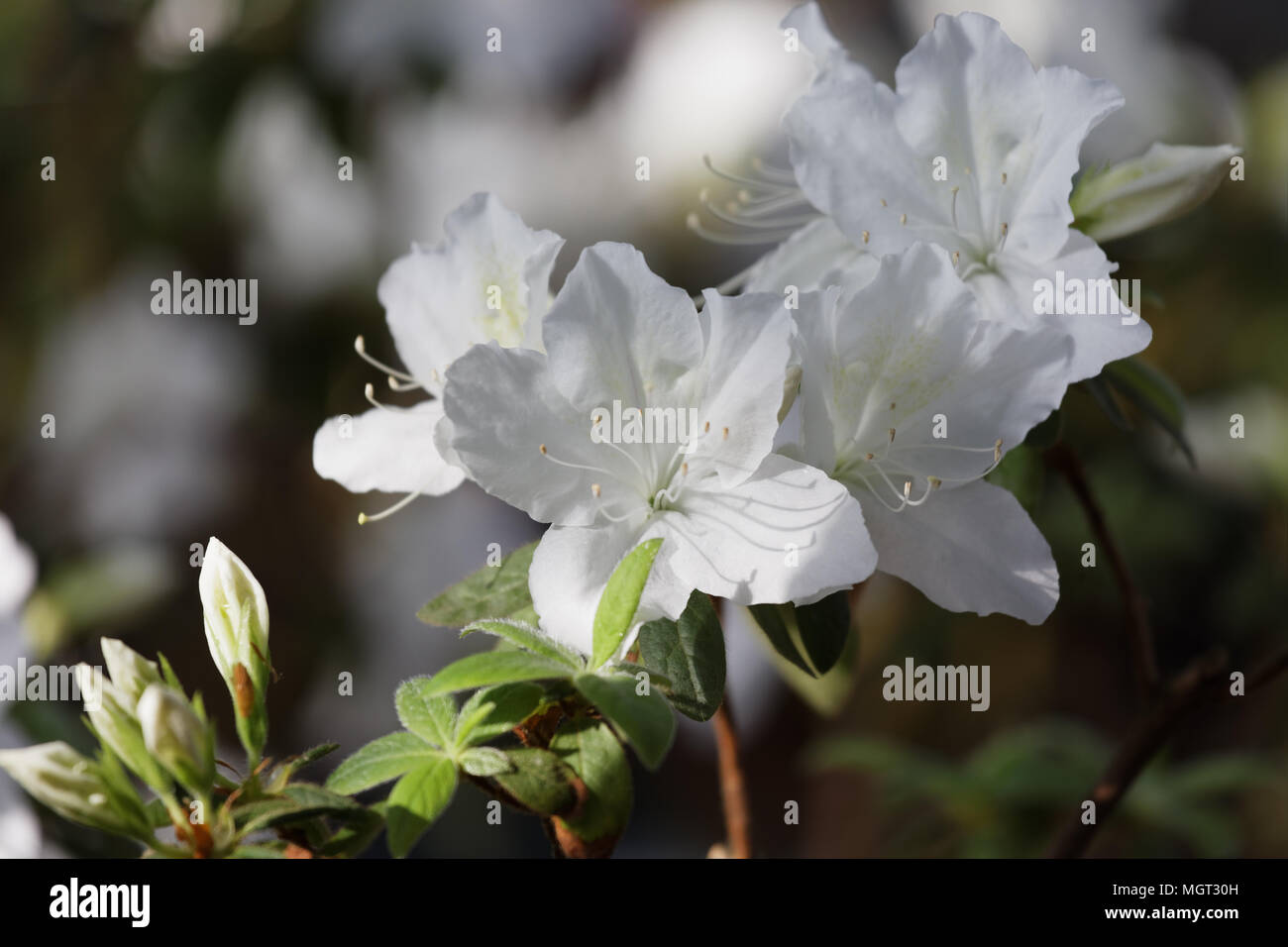 Blooming Rhododendron in a garden Stock Photo - Alamy