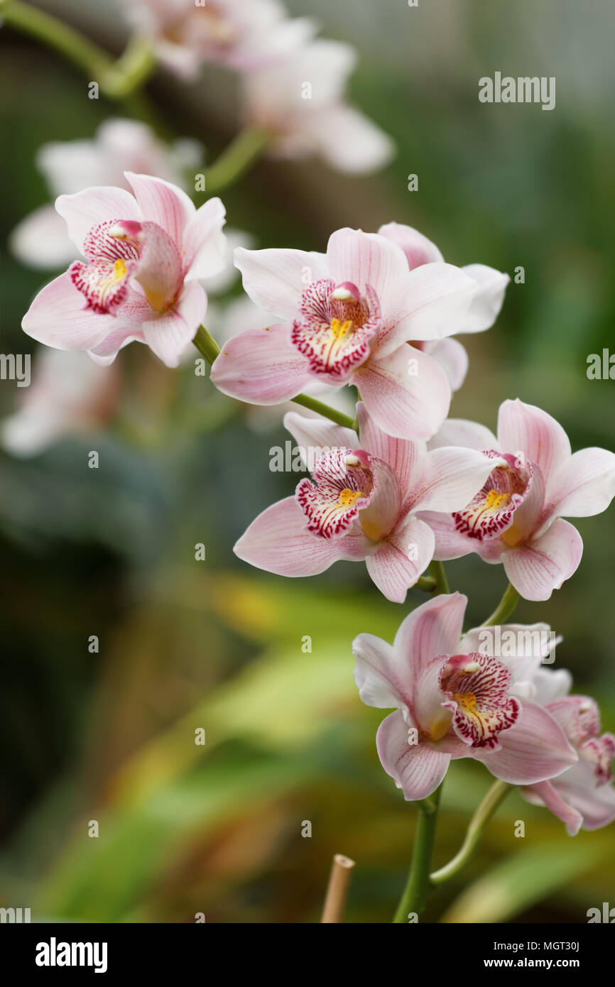 Closeup orchids hi-res stock photography and images - Alamy