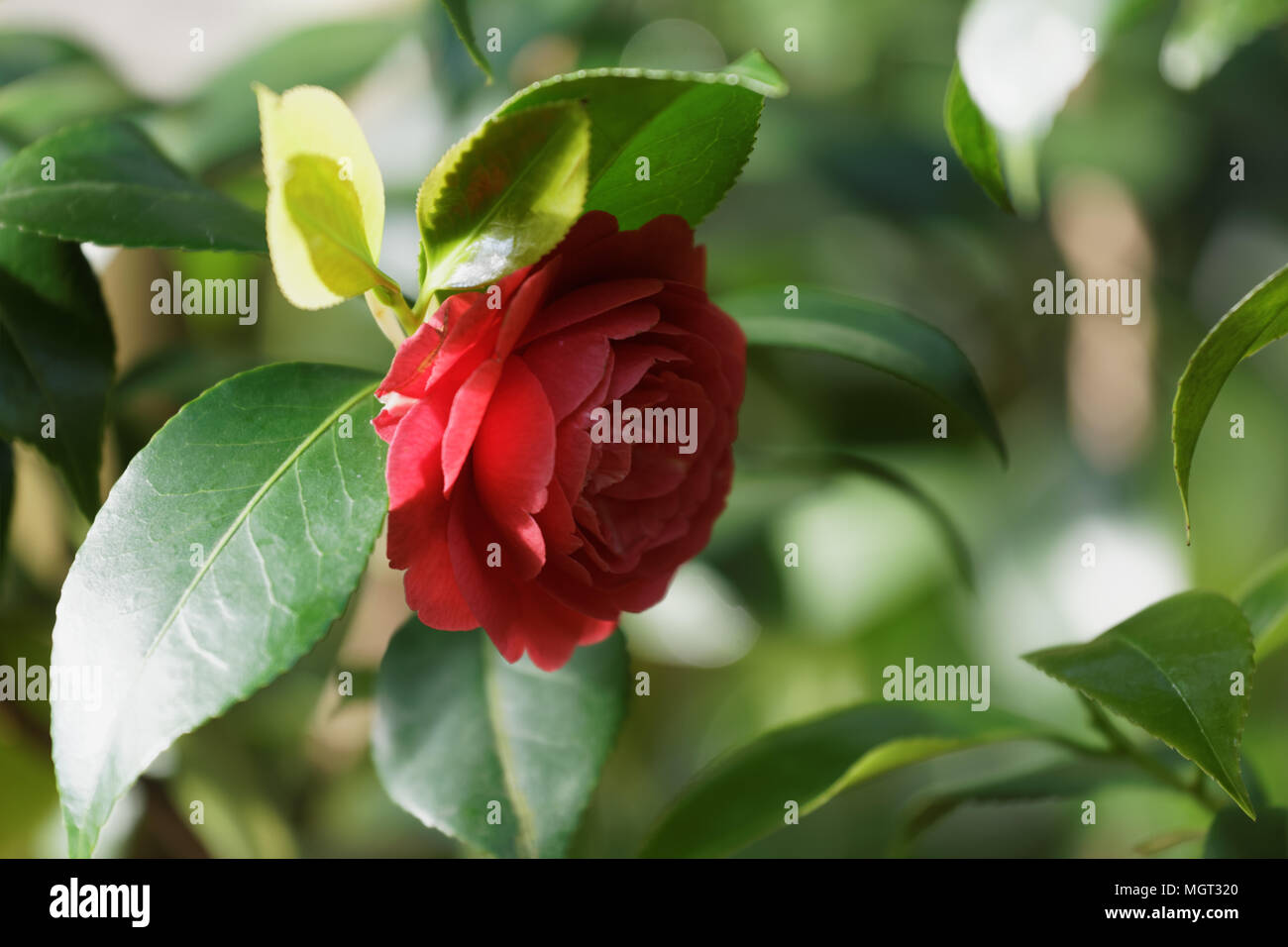 Flower of Japanese camellia in a garden Stock Photo - Alamy