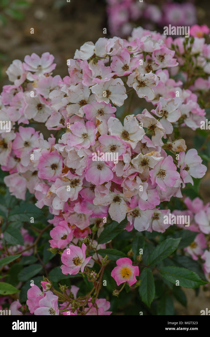 Ballerina rose bush hi-res stock photography and images - Alamy
