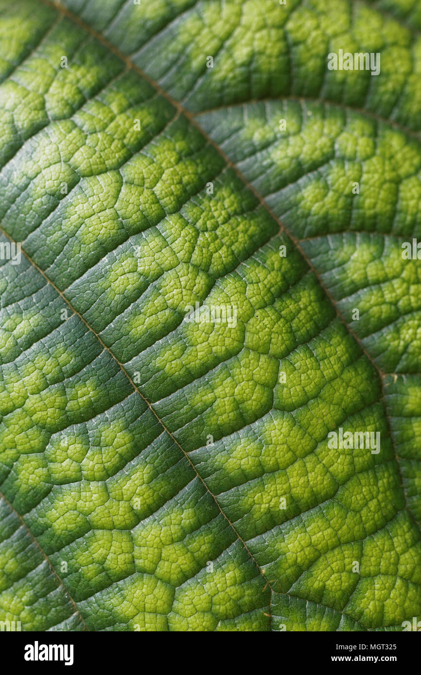 Texture of a big green leaf of a sub-tropical plant Stock Photo - Alamy