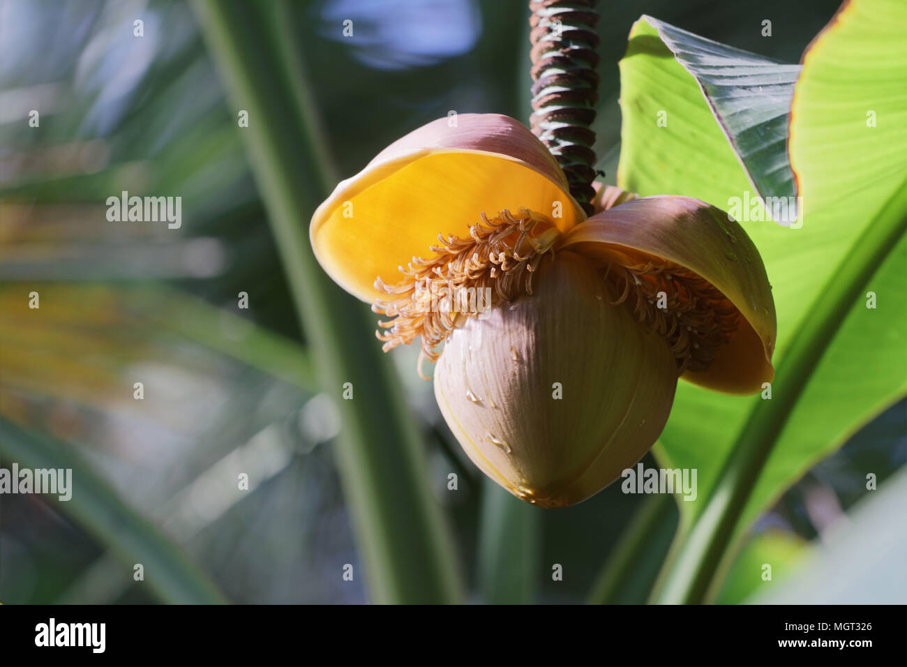 Flower of banana in bloom Stock Photo - Alamy