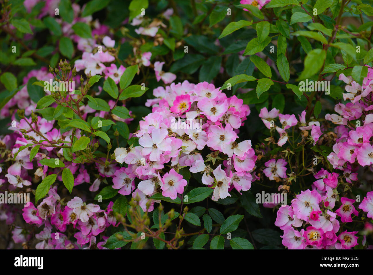 Ballerina rose bush hi-res stock photography and images - Alamy