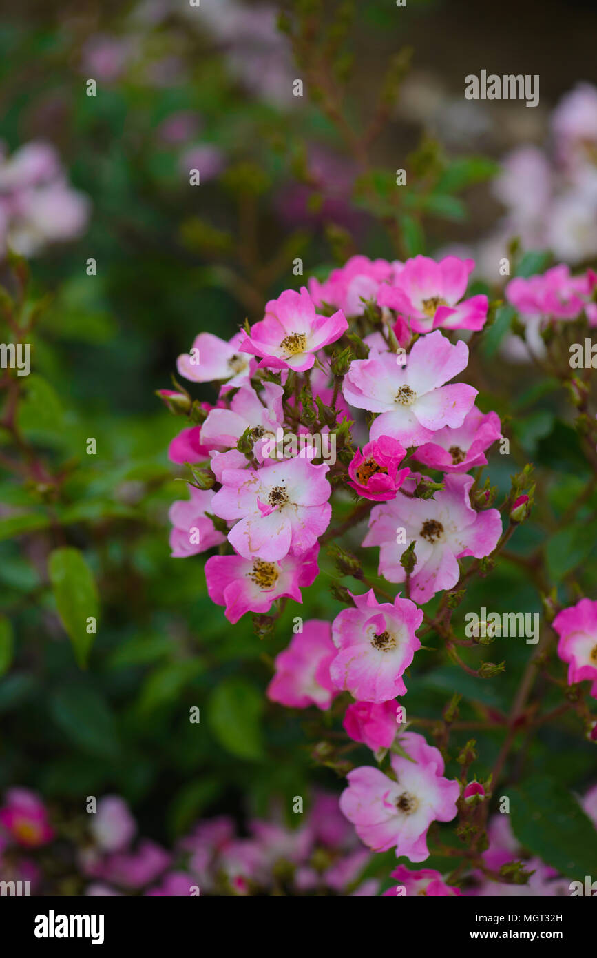 Ballerina rose bush hi-res stock photography and images - Alamy