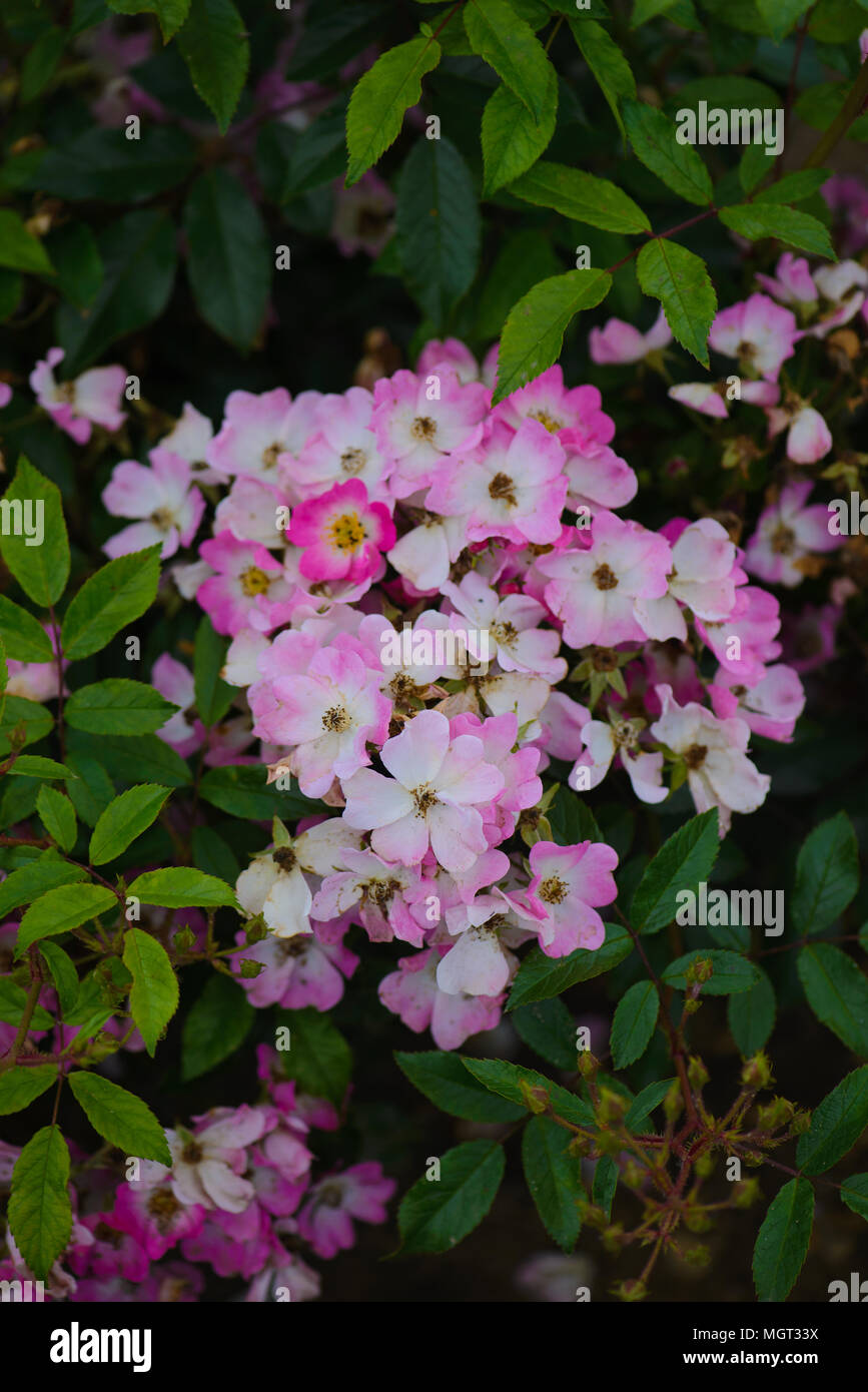 Ballerina bush rose hi-res stock photography and images - Alamy