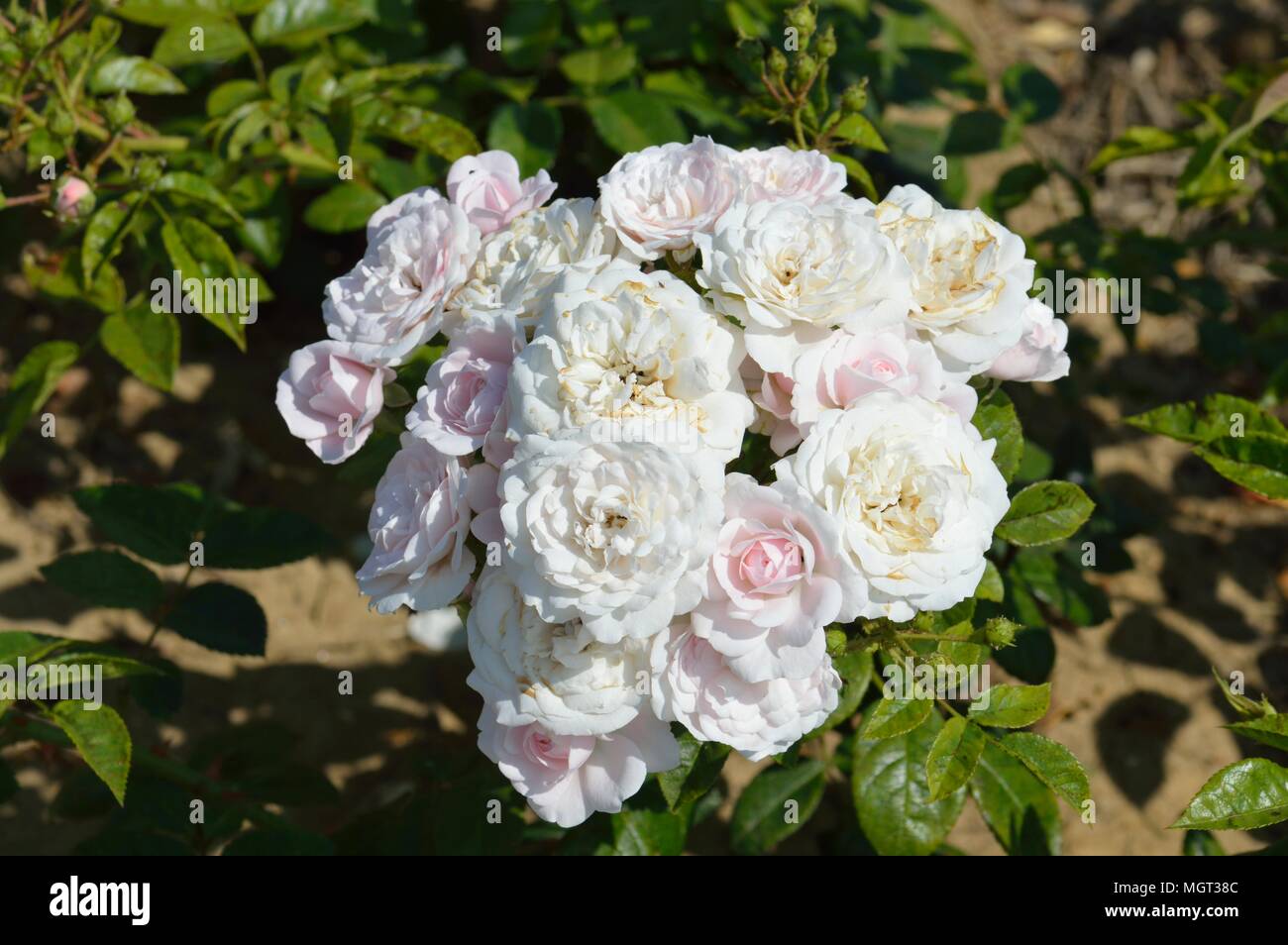 Barakura garden hi-res stock photography and images - Alamy