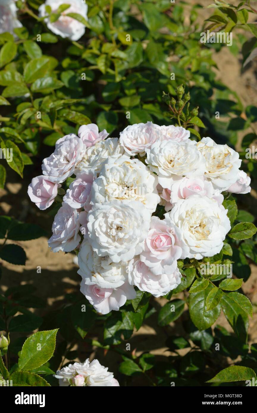 Barakura garden hi-res stock photography and images - Alamy