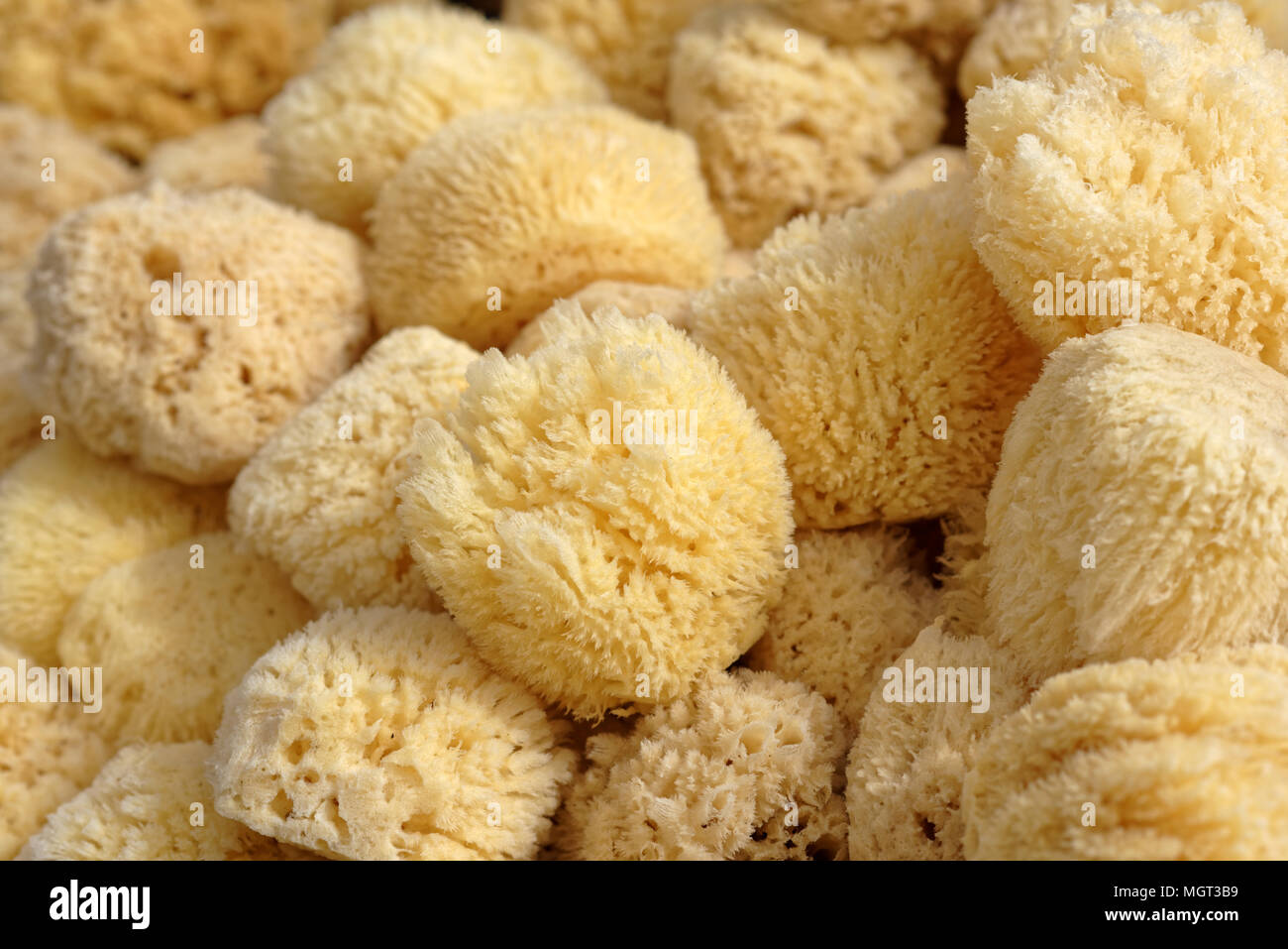 Sea sponges hi-res stock photography and images - Alamy