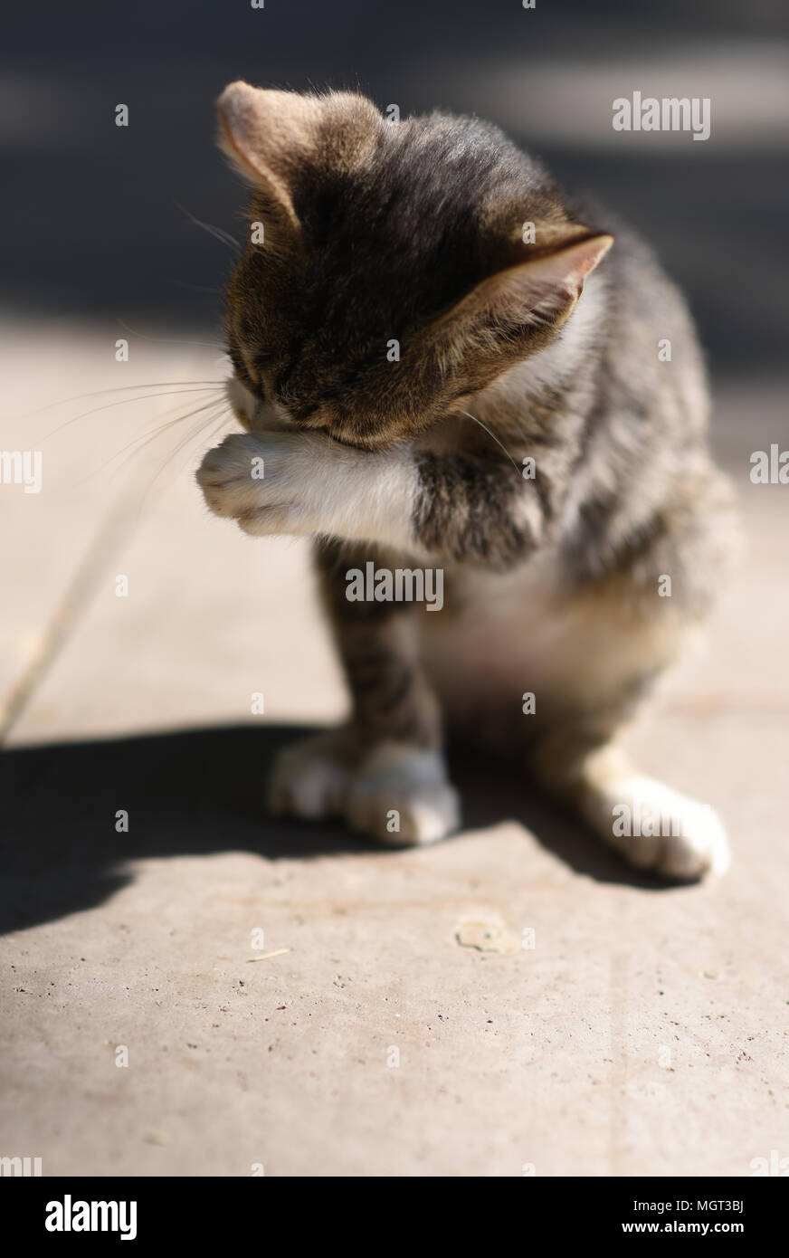 Facepalm animal hi-res stock photography and images - Alamy