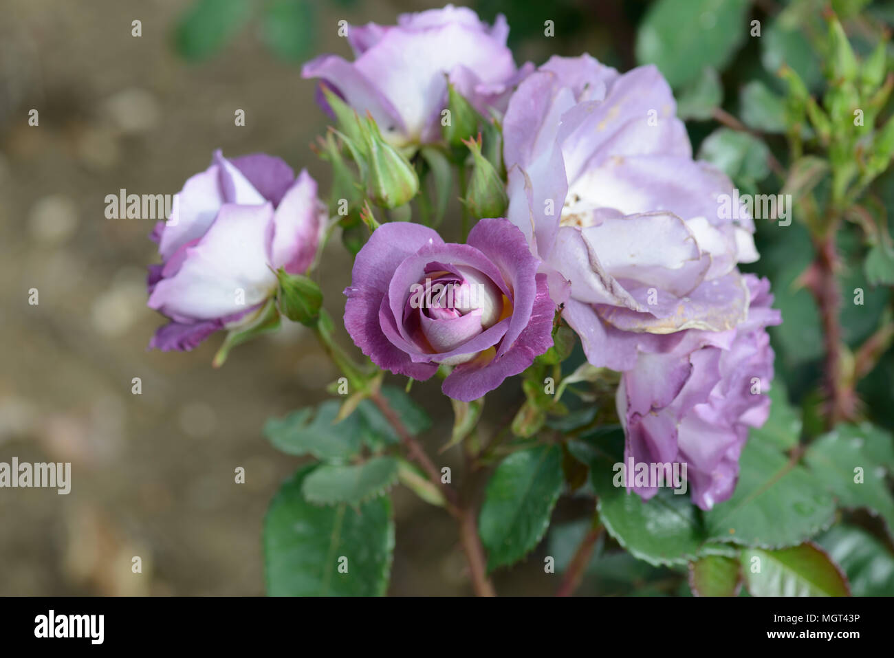 Blue rose flower bush hi-res stock photography and images - Alamy