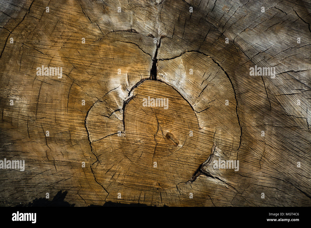 Wood texture of cutted tree trunk Stock Photo - Alamy