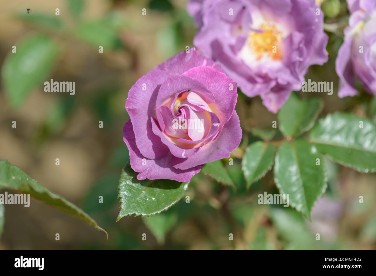 Blue perfume rose hi-res stock photography and images - Alamy