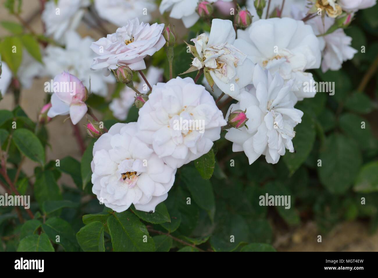 Rose Blush Noisette Stock Photo - Alamy