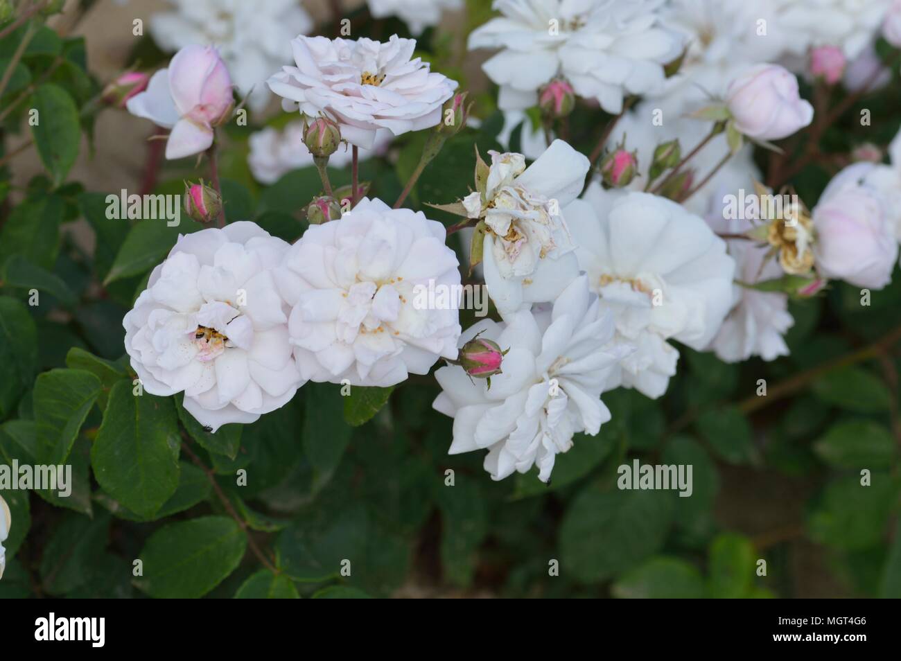 Noisette Stock Photos & Noisette Stock Images - Alamy