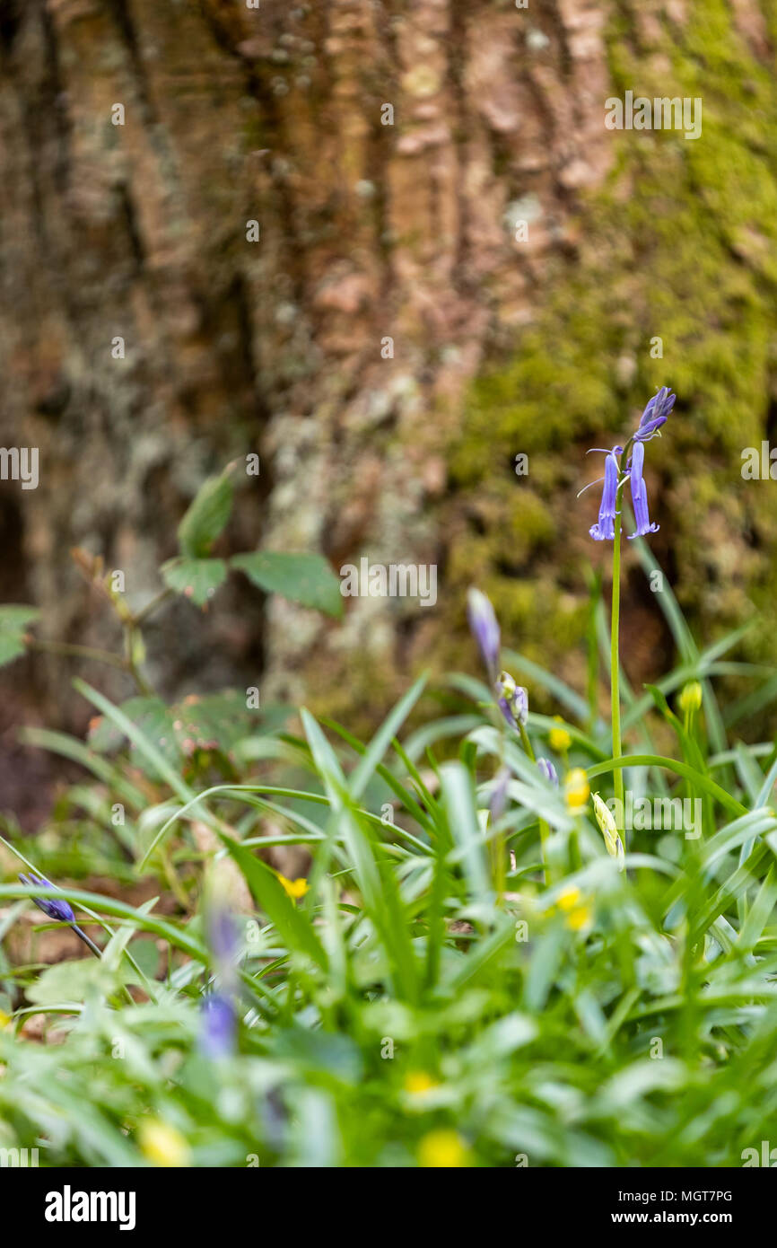 Early emerging Bluebells in the Forest of Dean, Gloucestershire. UK ...