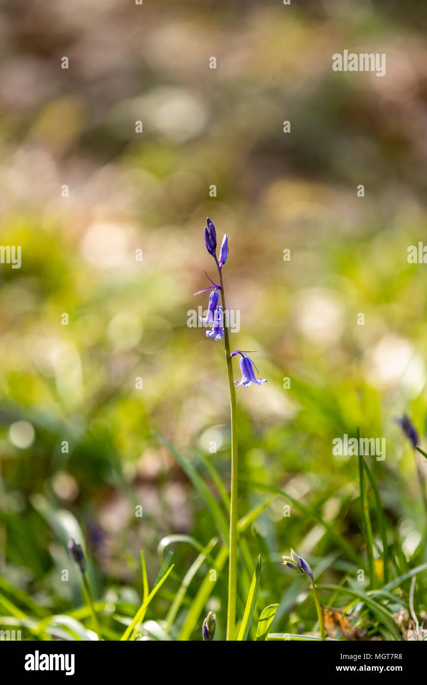 Early emerging Bluebells in the Forest of Dean, Gloucestershire. UK ...