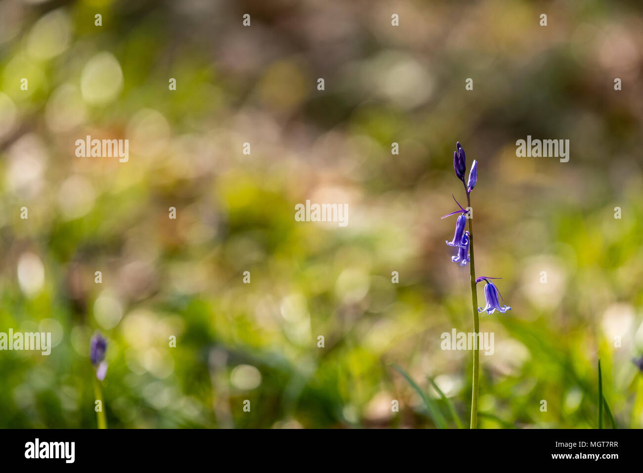 Early emerging Bluebells in the Forest of Dean, Gloucestershire. UK ...