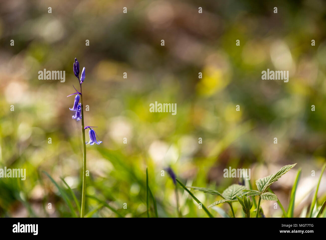 Loved early spring flower hi-res stock photography and images - Alamy