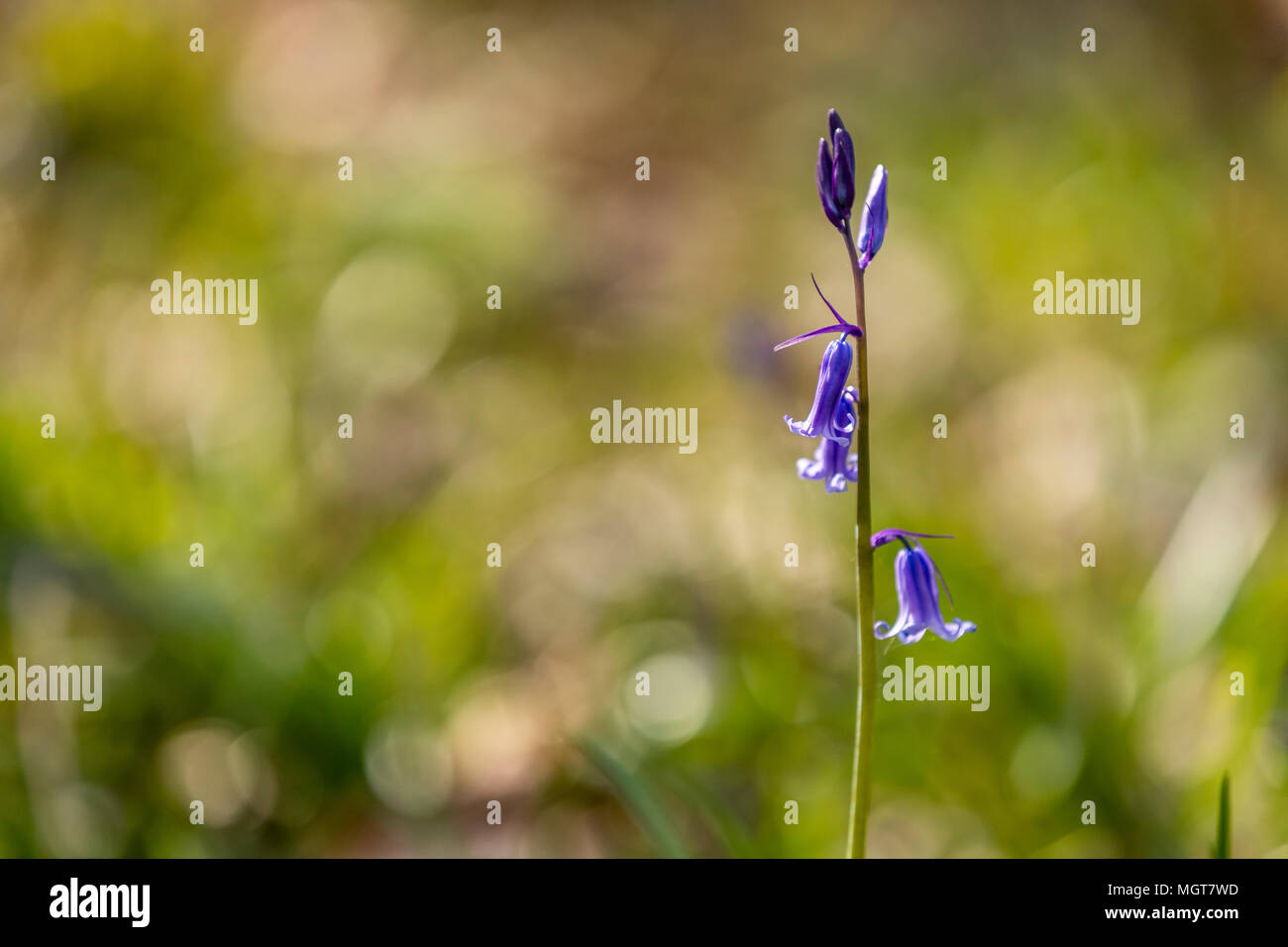 Early emerging Bluebells in the Forest of Dean, Gloucestershire. UK ...