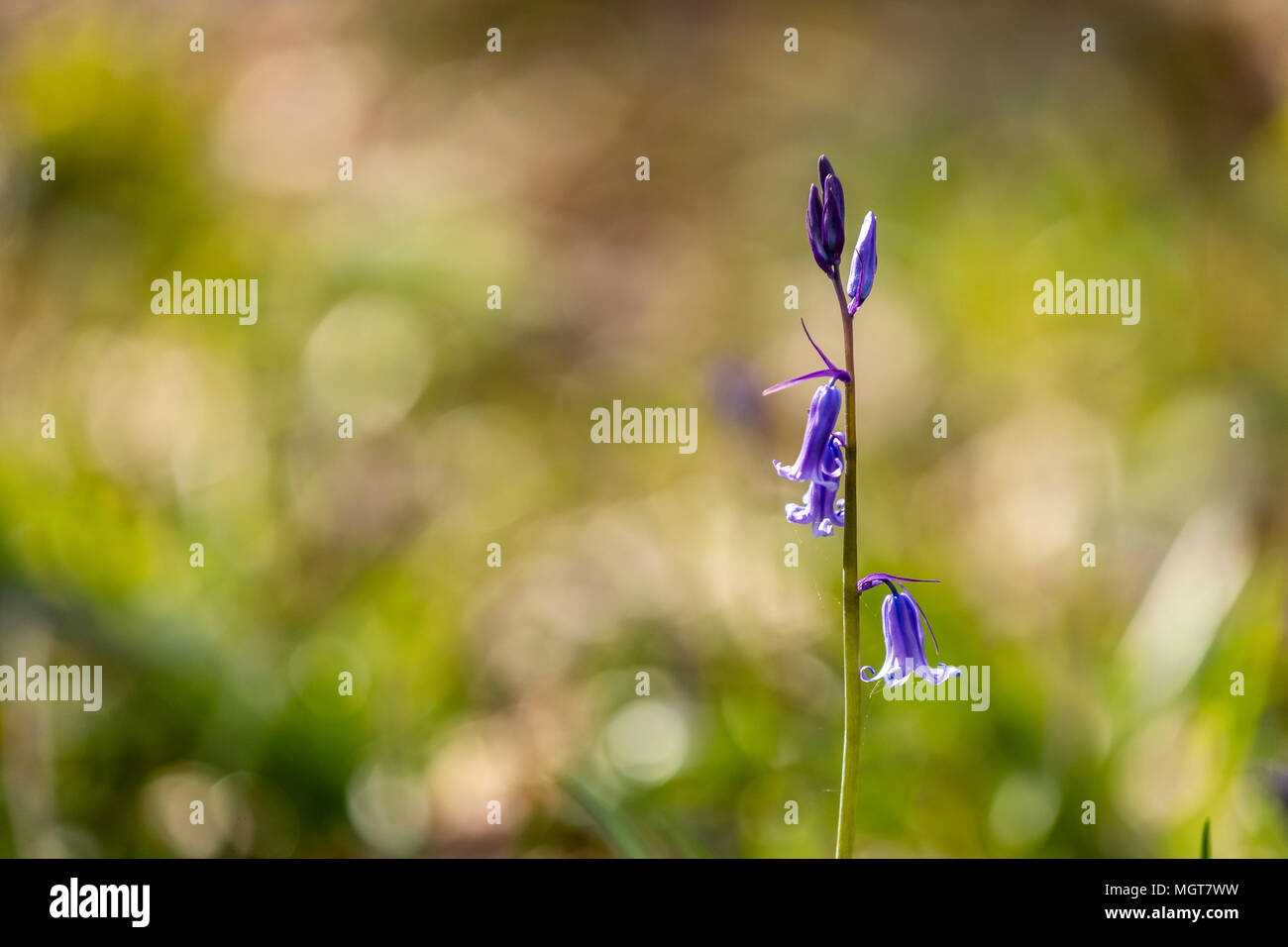 Early emerging Bluebells in the Forest of Dean, Gloucestershire. UK ...