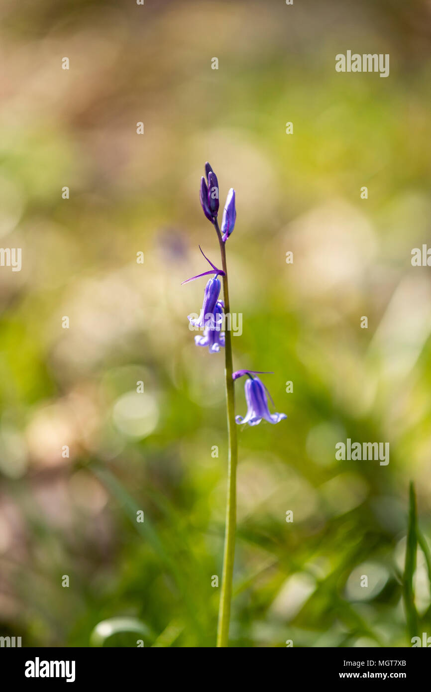 Early emerging Bluebells in the Forest of Dean, Gloucestershire. UK ...
