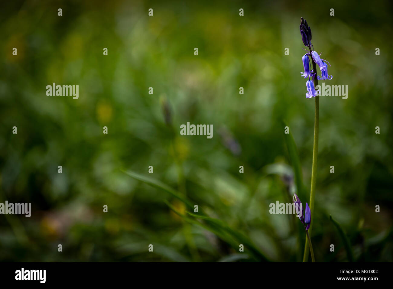 Early emerging Bluebells in the Forest of Dean, Gloucestershire. UK ...