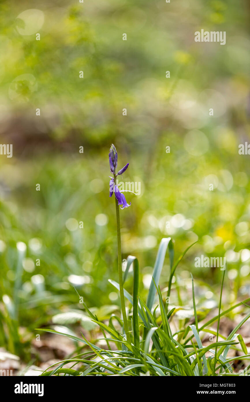 Early emerging Bluebells in the Forest of Dean, Gloucestershire. UK ...
