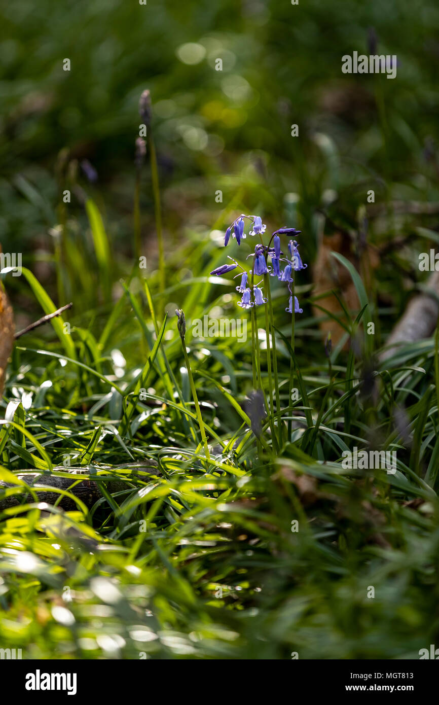 Early emerging Bluebells in the Forest of Dean, Gloucestershire. UK ...