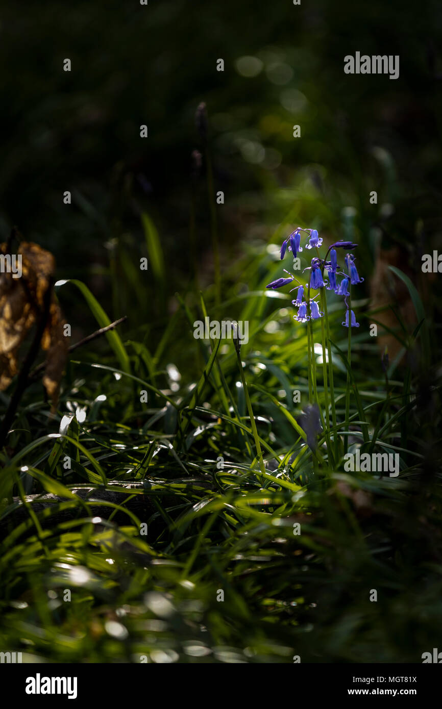 Early emerging Bluebells in the Forest of Dean, Gloucestershire. UK ...