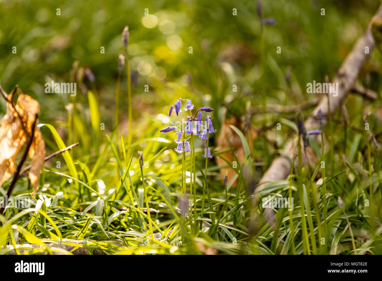 Early emerging Bluebells in the Forest of Dean, Gloucestershire. UK ...