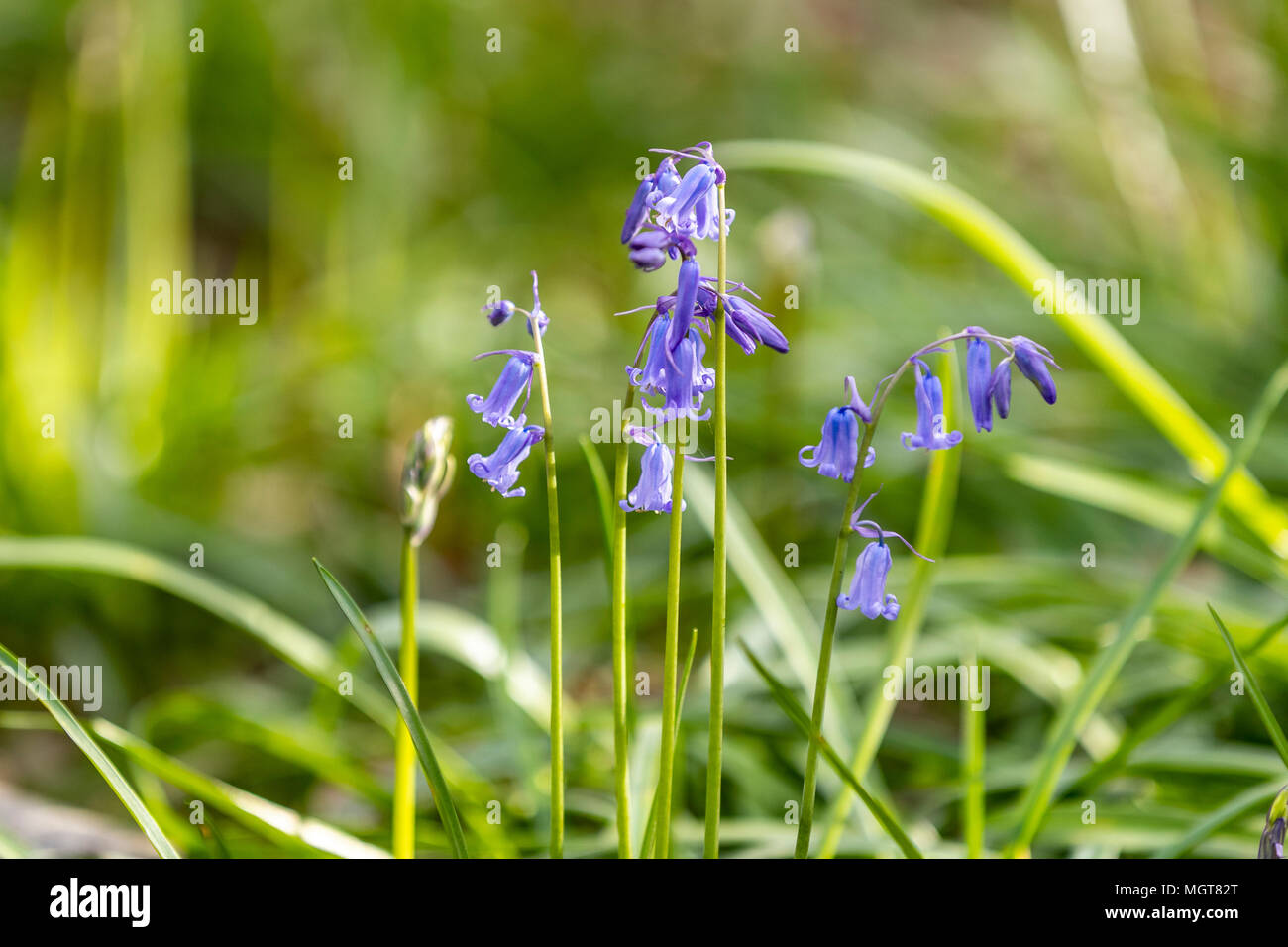 Early emerging Bluebells in the Forest of Dean, Gloucestershire. UK ...