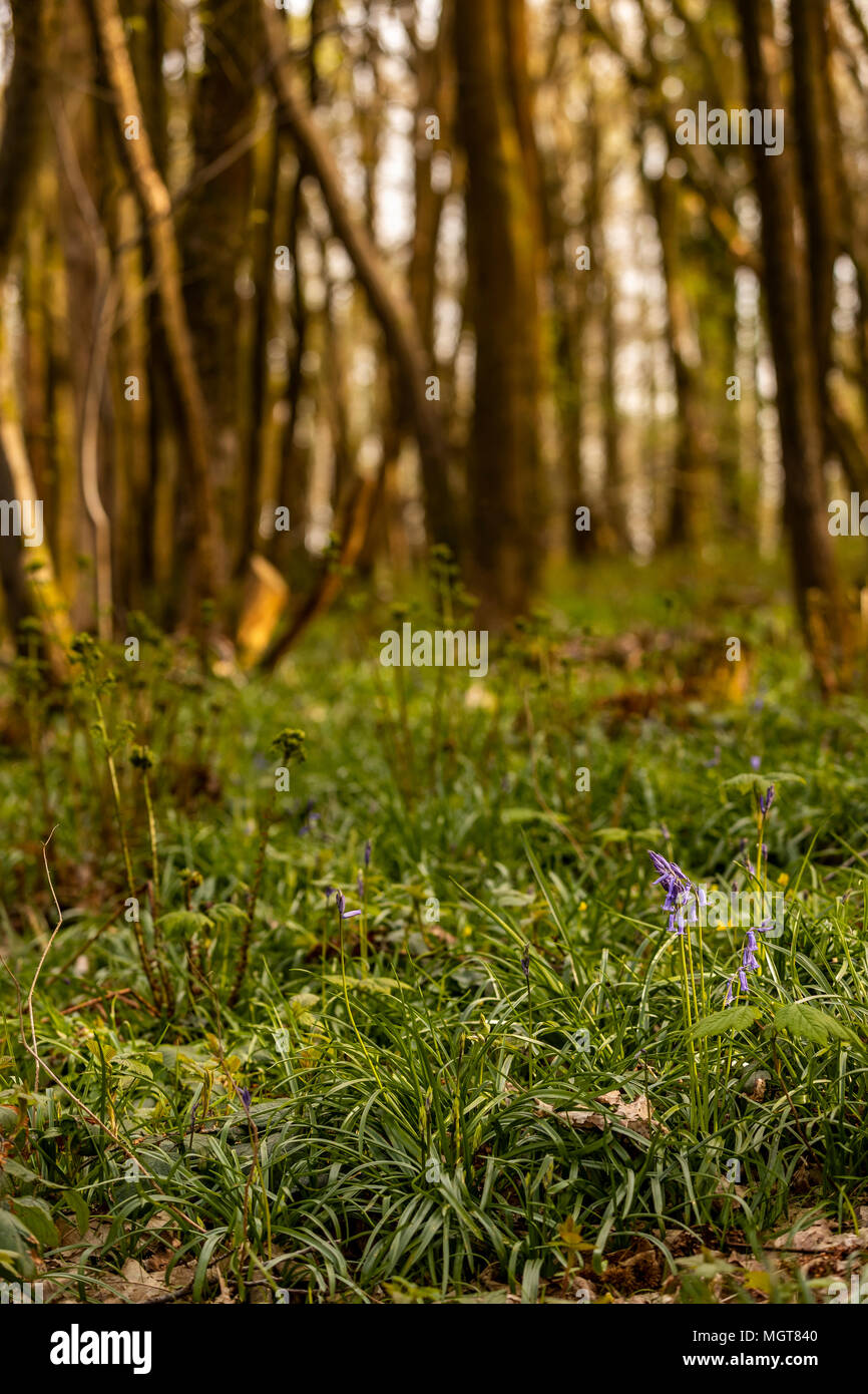 Early emerging Bluebells in the Forest of Dean, Gloucestershire. UK ...
