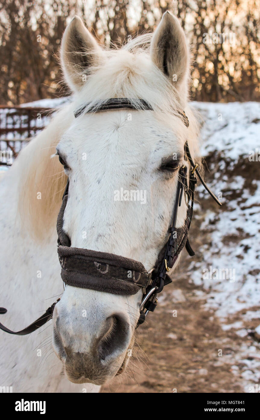 Portrait of a horse in the stables a frosty winter night Stock Photo ...