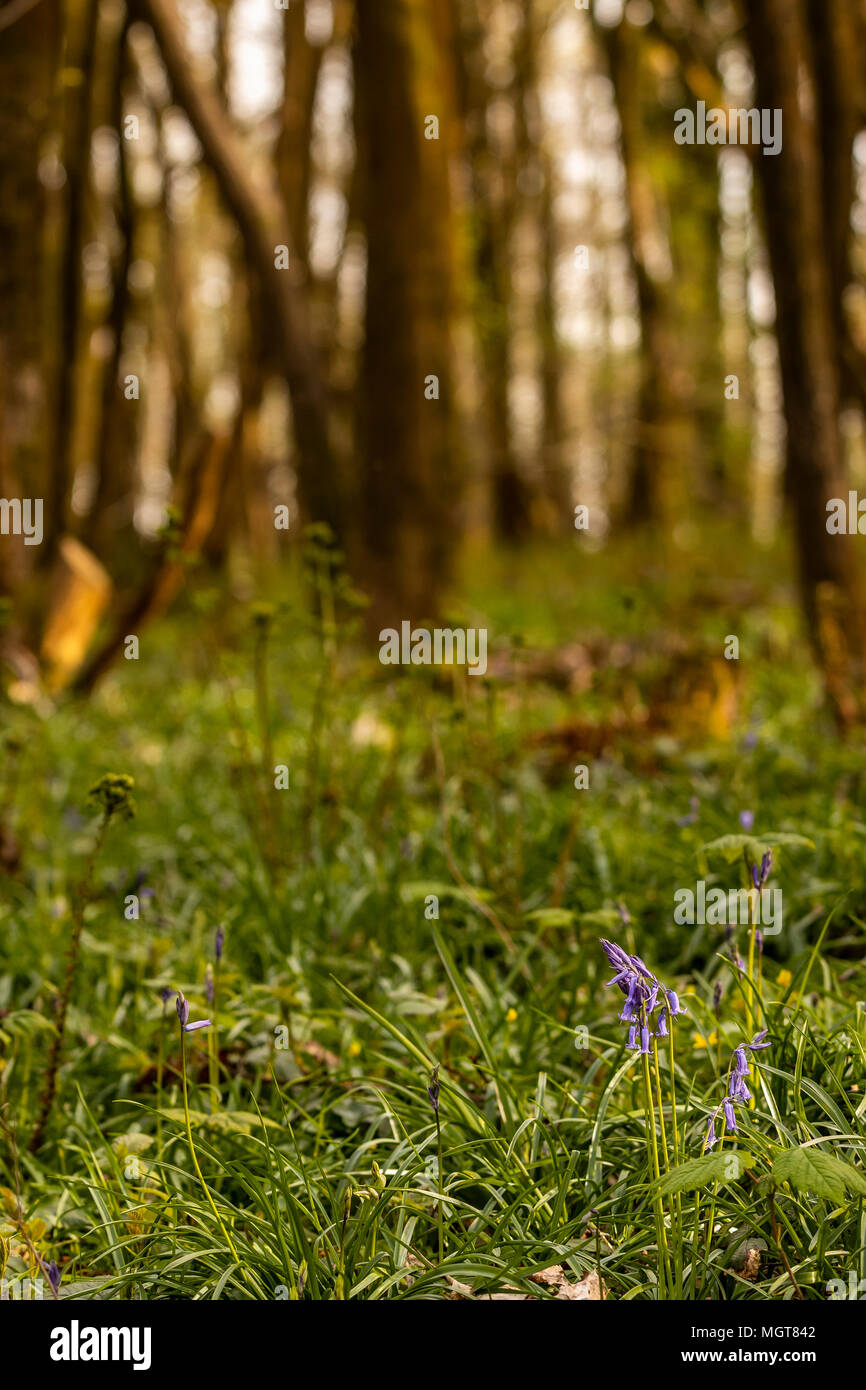 Early emerging Bluebells in the Forest of Dean, Gloucestershire. UK ...