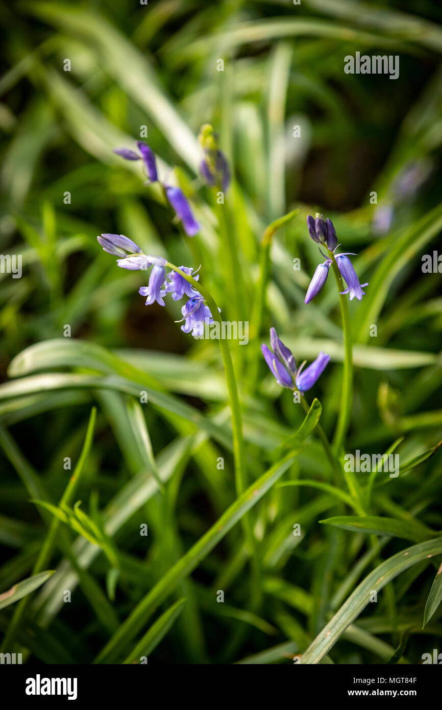 Early emerging Bluebells in the Forest of Dean, Gloucestershire. UK ...