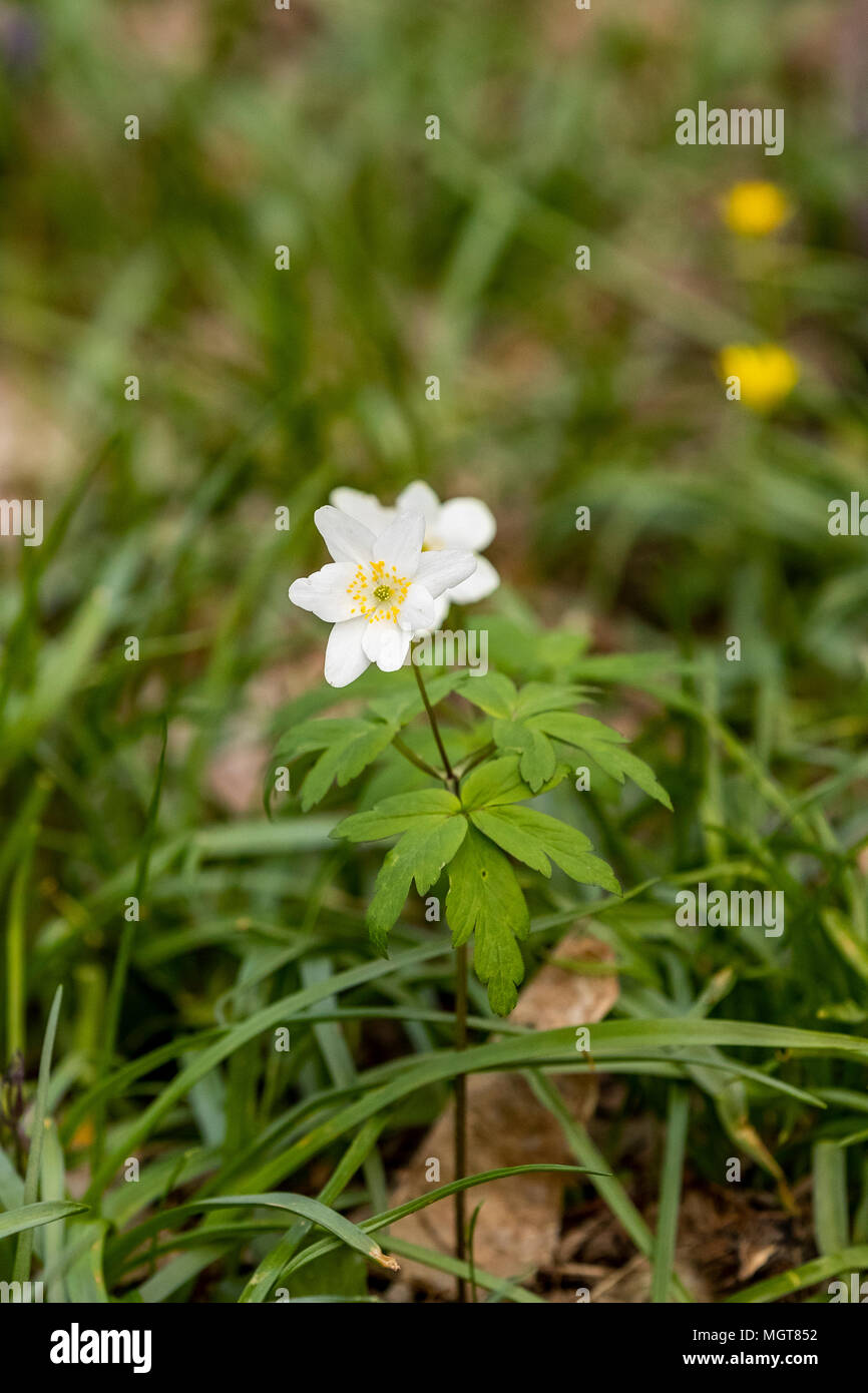 Emerging Bluebells in the Forest of Dean, Gloucestershire Stock Photo ...