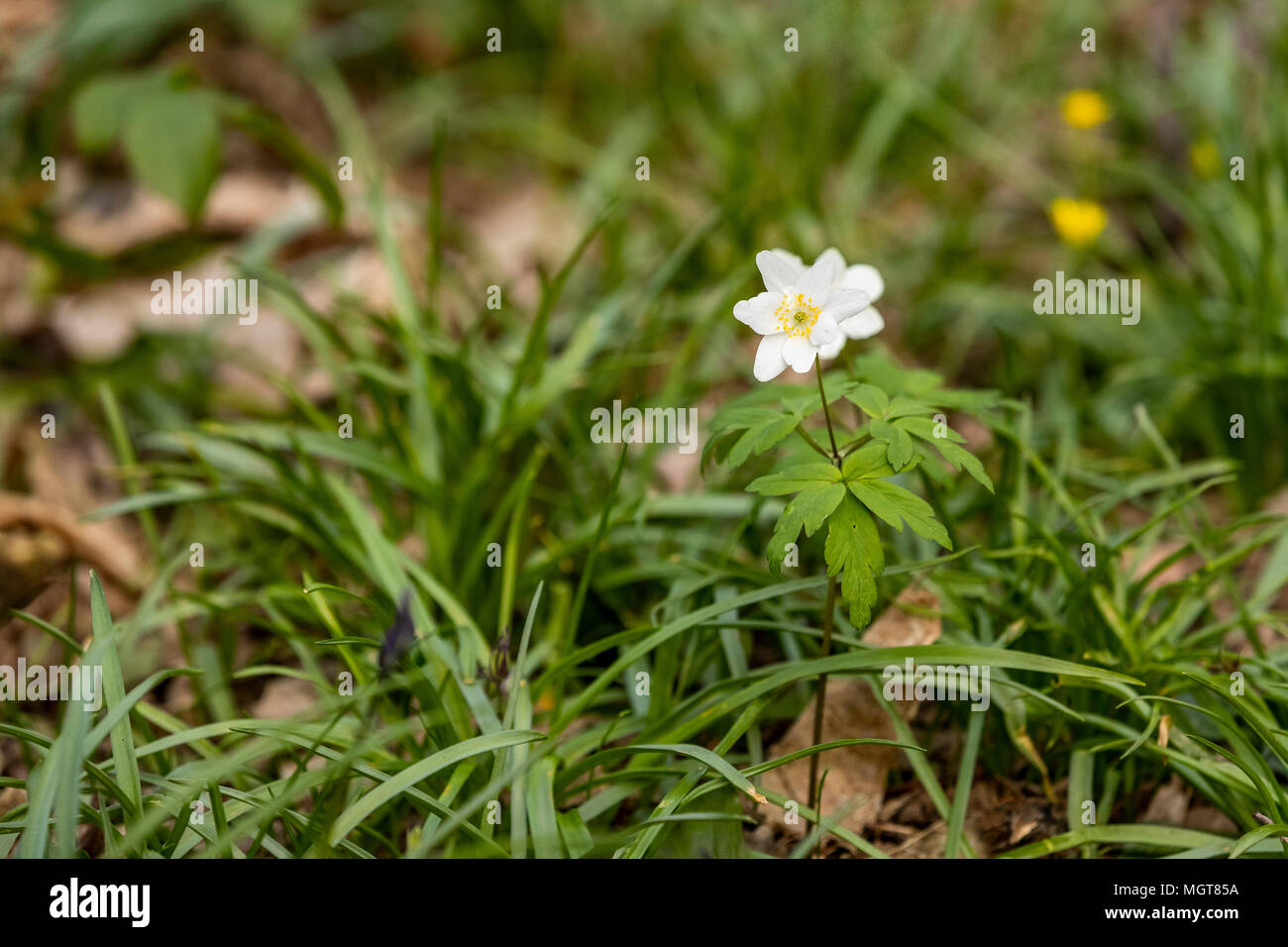 Emerging Bluebells in the Forest of Dean, Gloucestershire Stock Photo ...