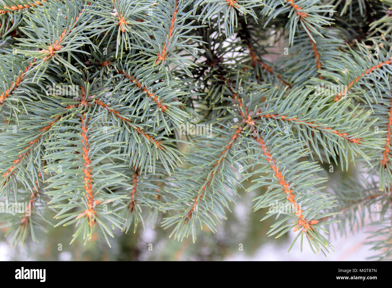 The branches of blue spruce close up as background Stock Photo - Alamy
