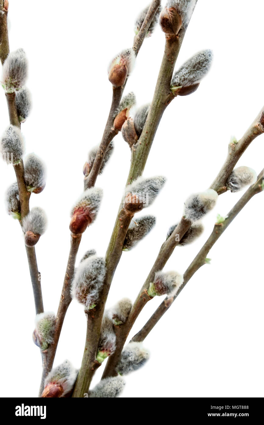Willow sticks close up isolated on white background Stock Photo - Alamy