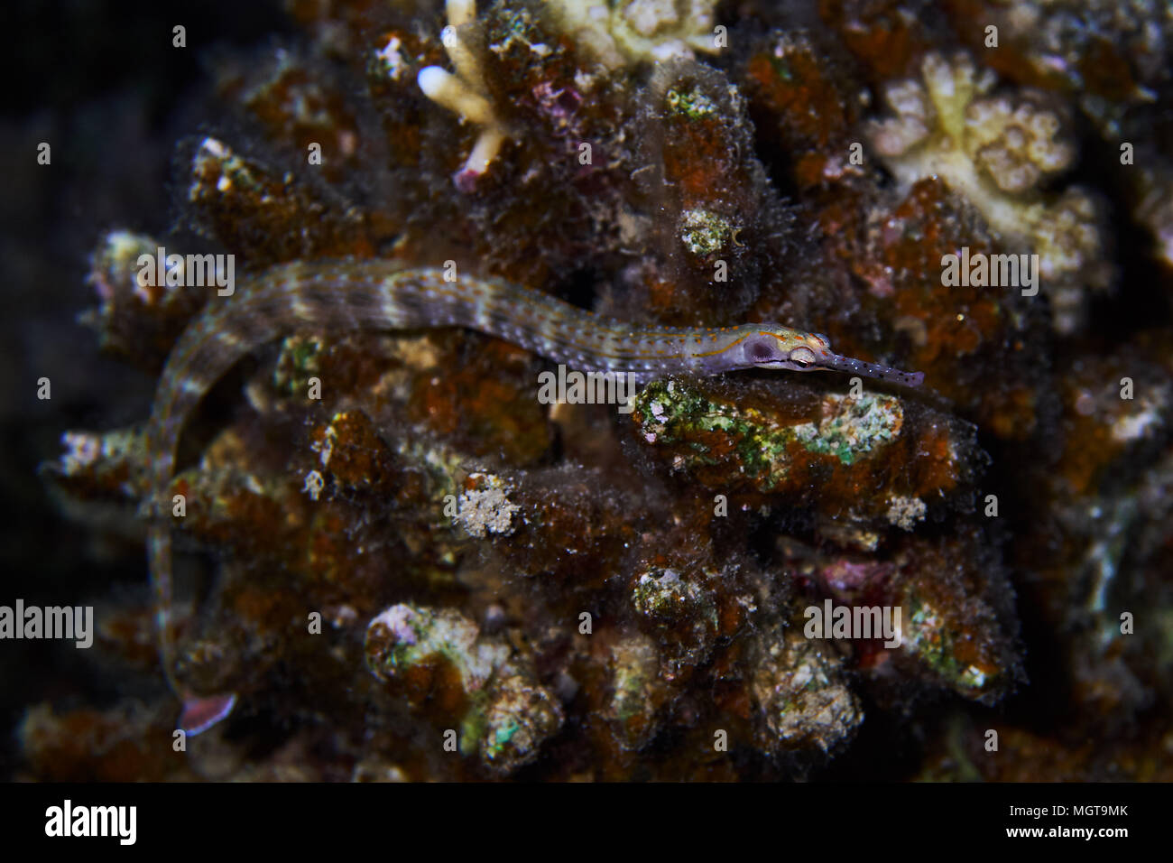 Red sea pipefish hi-res stock photography and images - Alamy