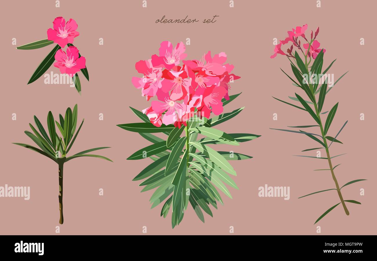 Sets of Tropical oleander flowers, isolated on brown background ...