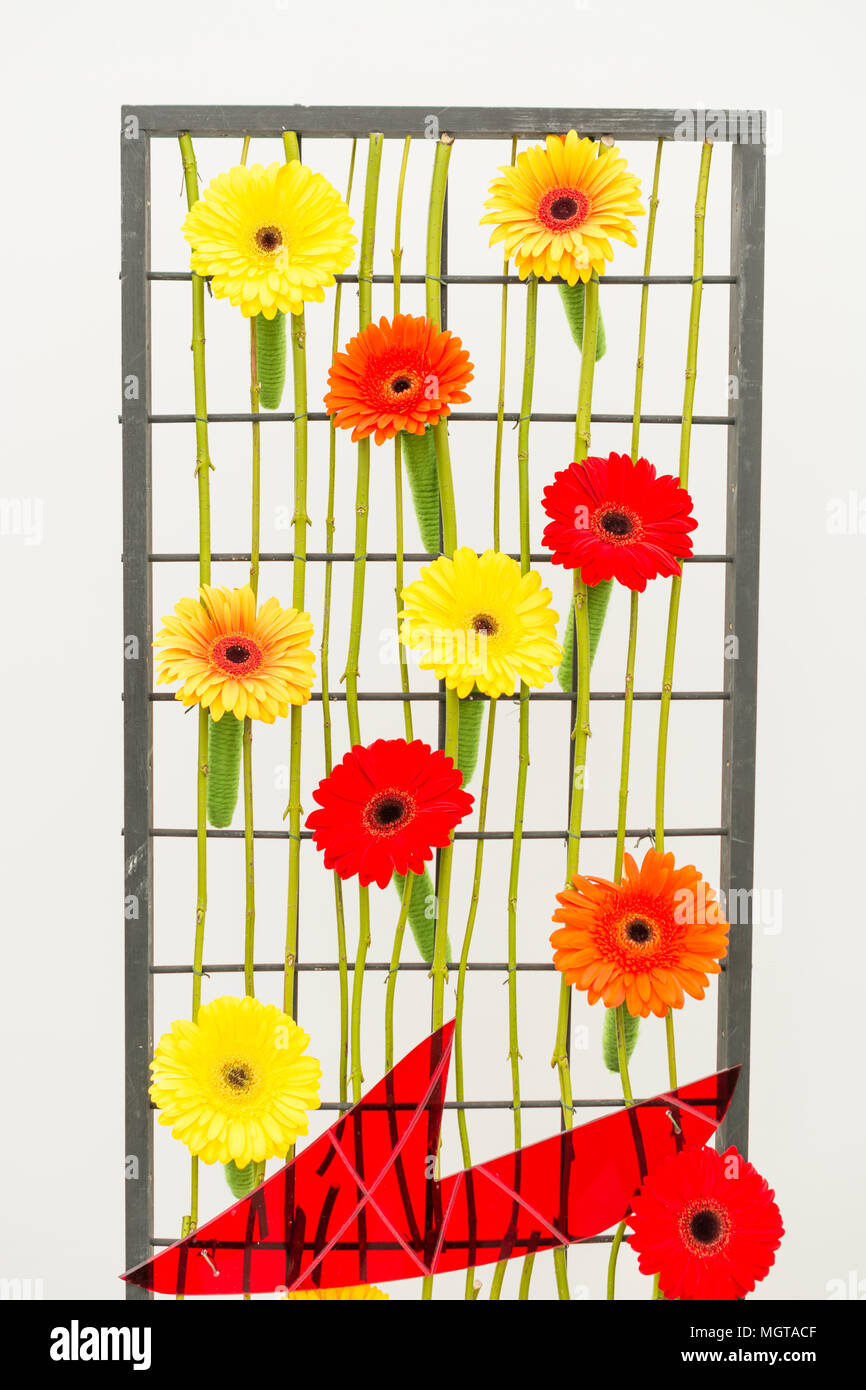 Orange and yellow Gerbera on a frame Stock Photo - Alamy