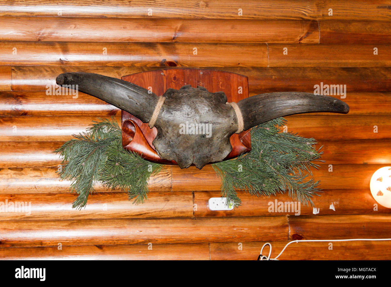 Large horns hang in a wooden house Stock Photo - Alamy