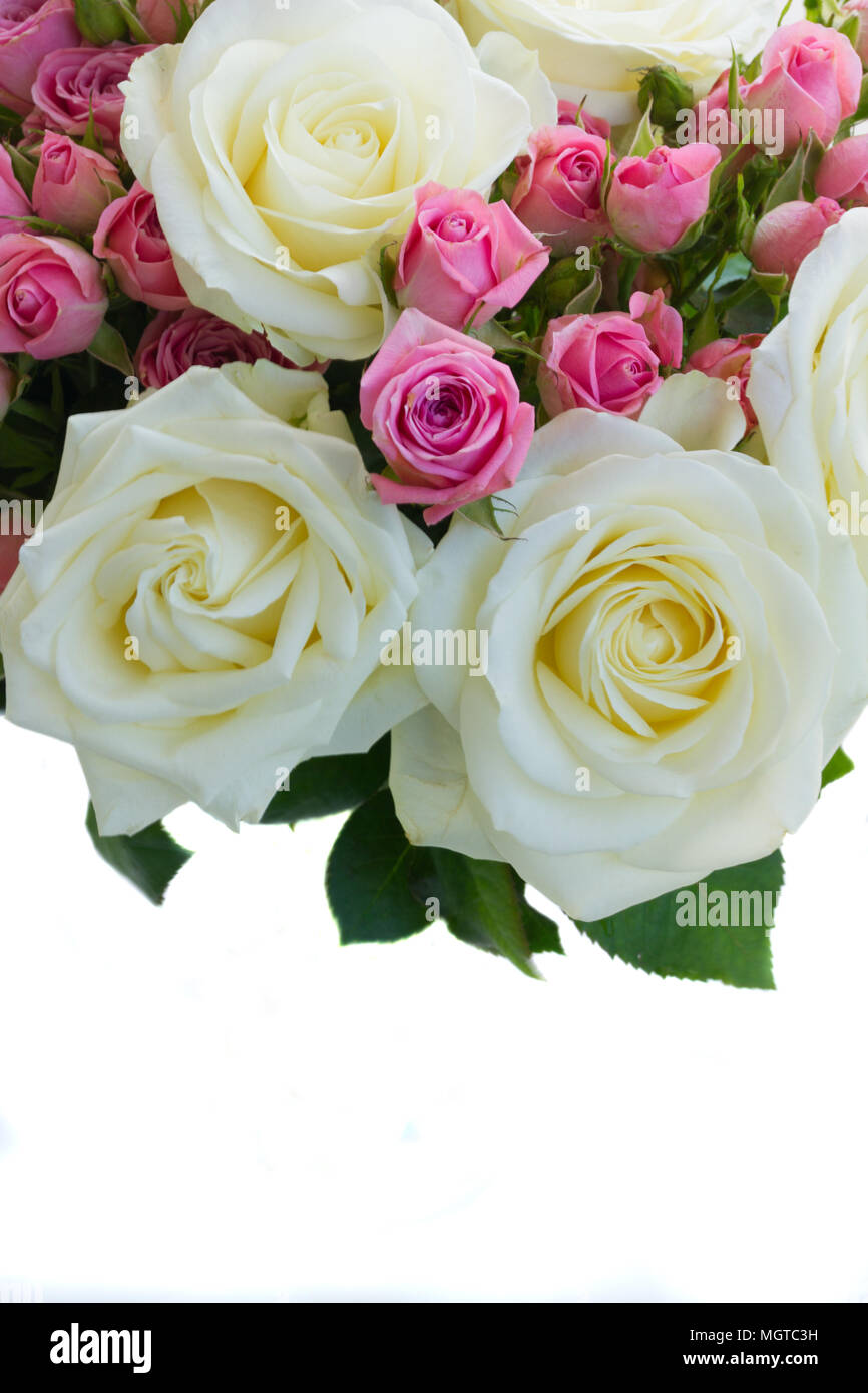 Pink and white blooming roses Stock Photo - Alamy
