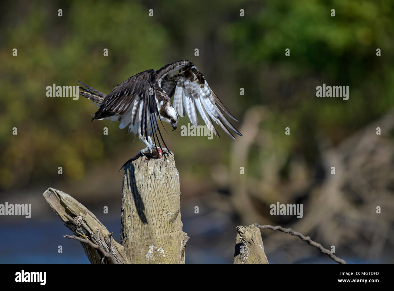 Osprey - Pandion haliaetus, beautiful raptor eating fish caught on ...