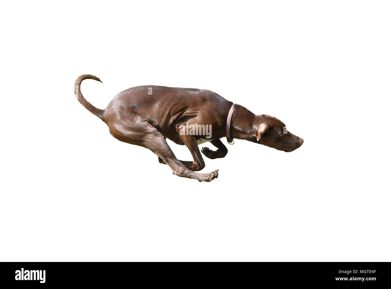 Dog running full speed on Cut Out Stock Images & Pictures - Alamy