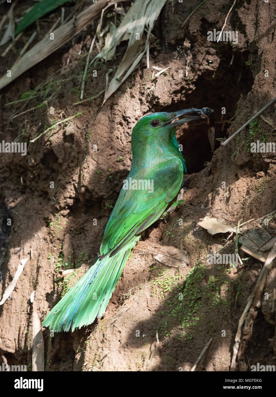 The blue-bearded bee-eater (Nyctyornis athertoni) is a large species of ...