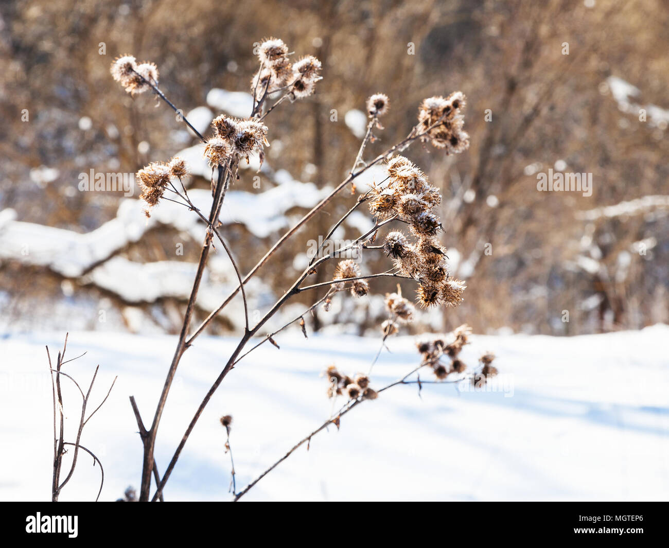 Russian thistle plant hi-res stock photography and images - Alamy